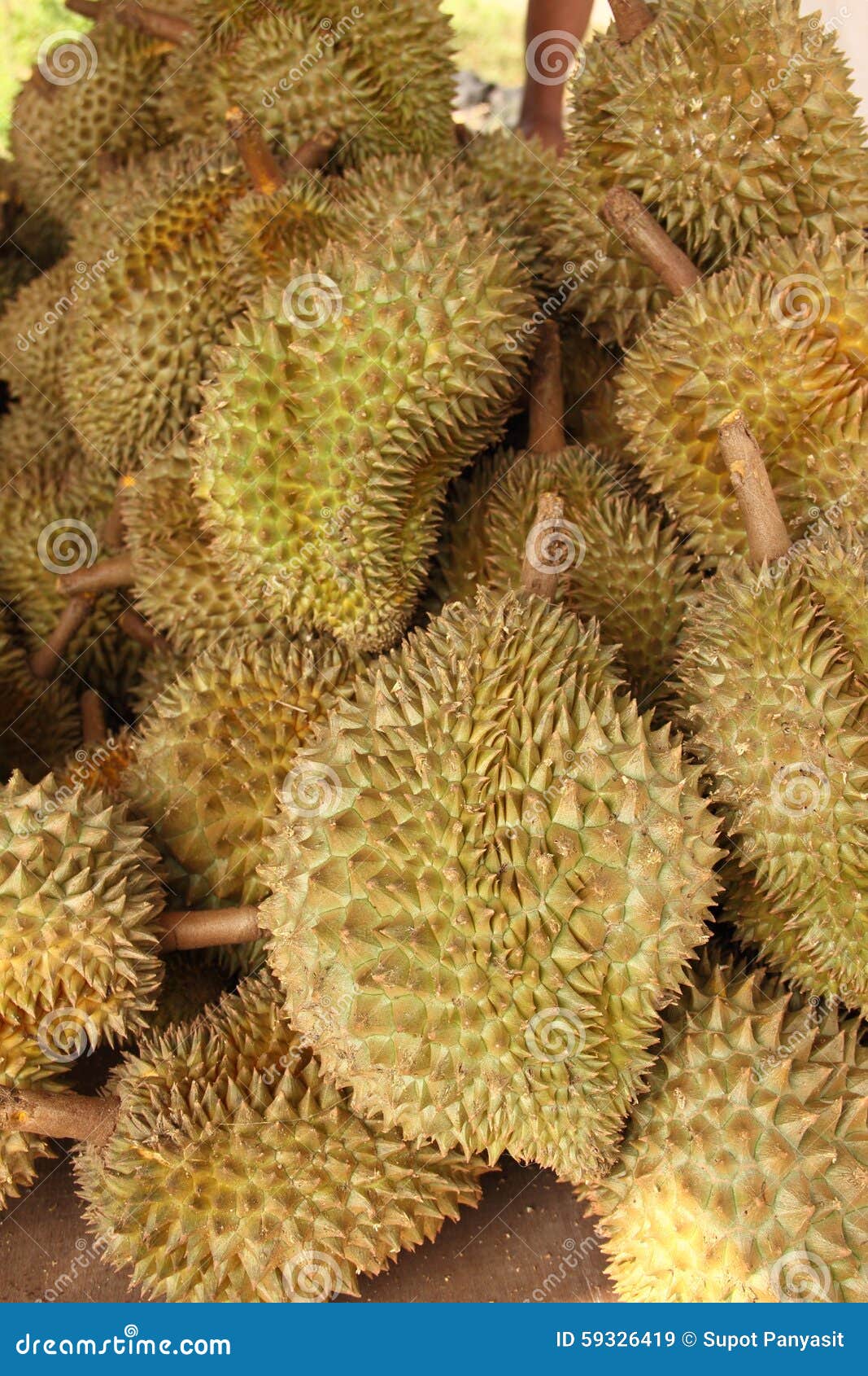 Group of durian stock image. Image of durian, nutritious - 59326419