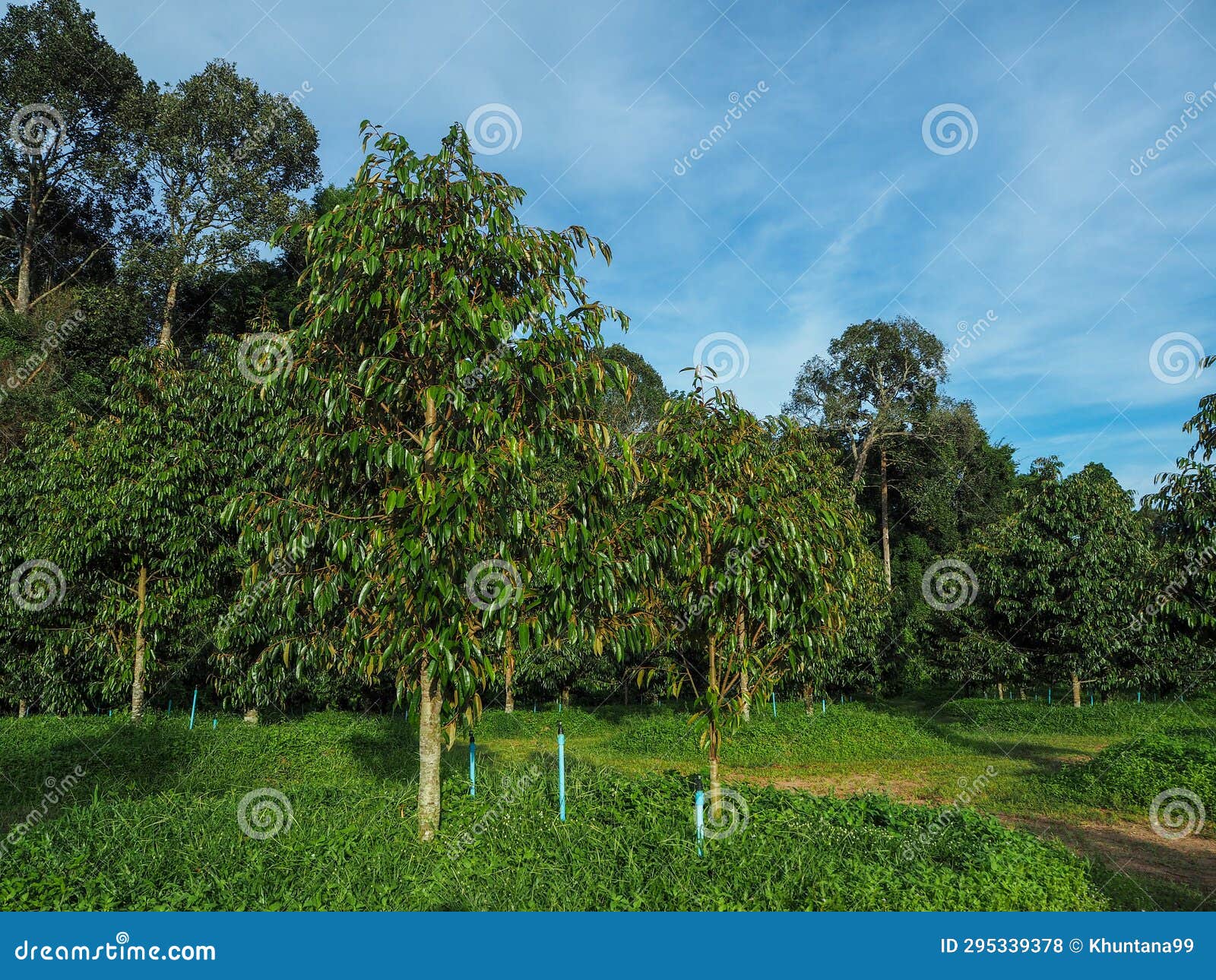 Group of Durian Trees 4-5 Years Old. Stock Photo - Image of soil ...