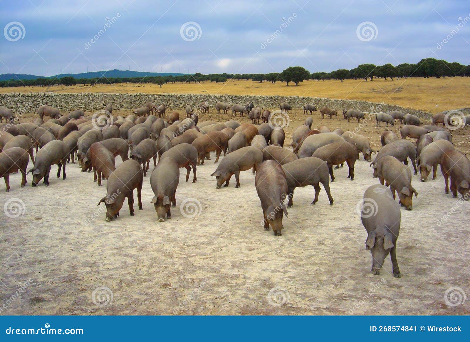 Group of Duroc Pigs in the Wilderness Stock Image - Image of mountain ...