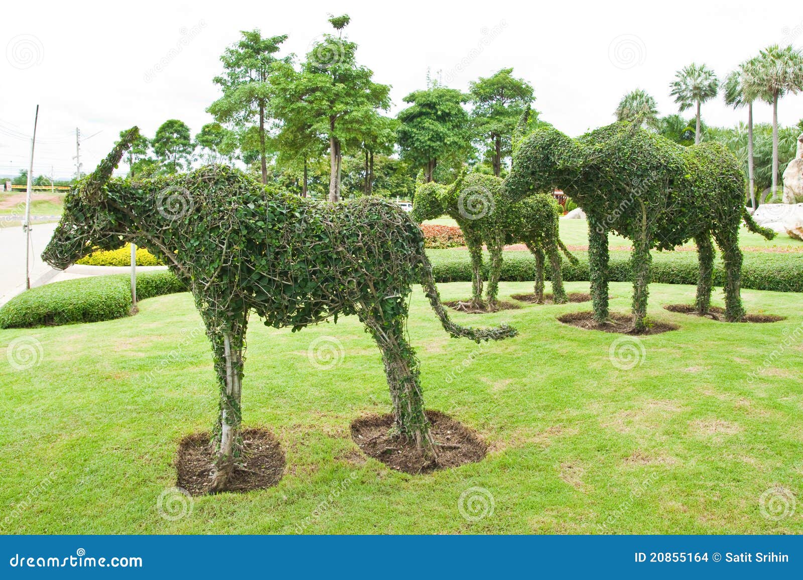 Group of Dwarf into Buffalo Stock Photo - Image of outdoor, blue: 20855164