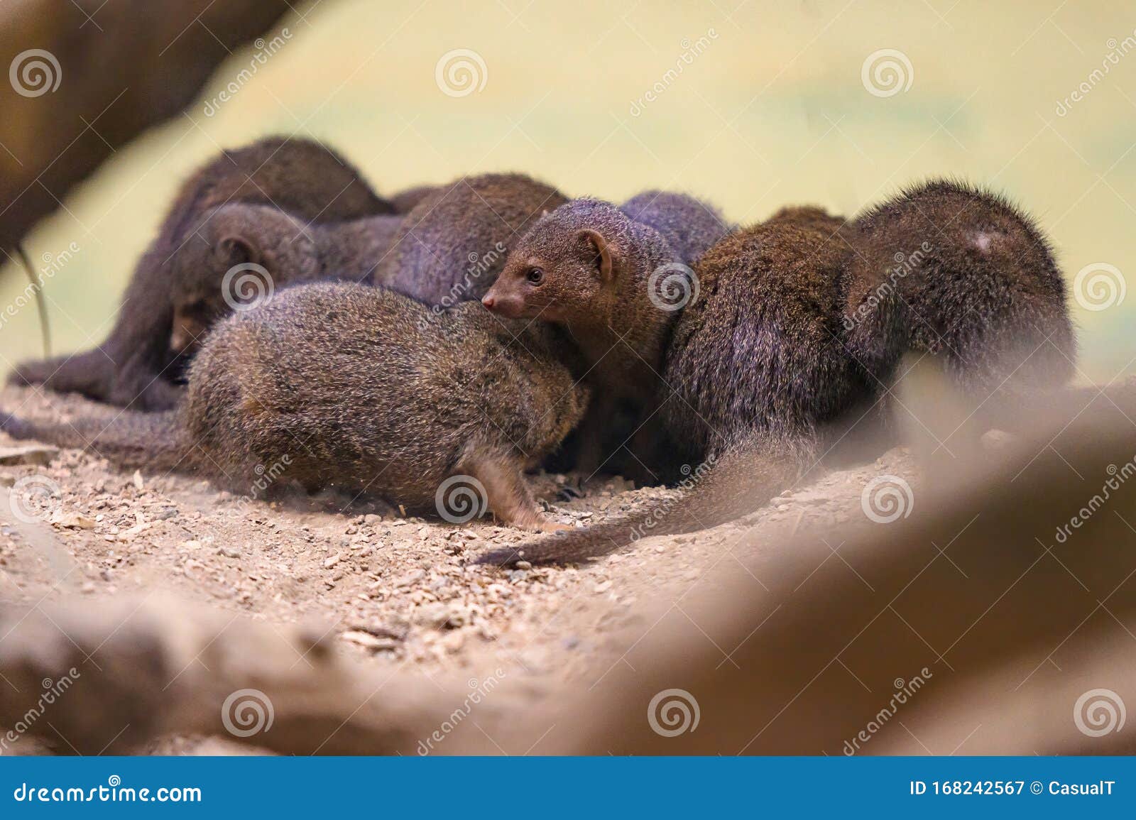 A Group of Dwarf Mongoose Enjoying a Quick Huddle before the Game Stock ...