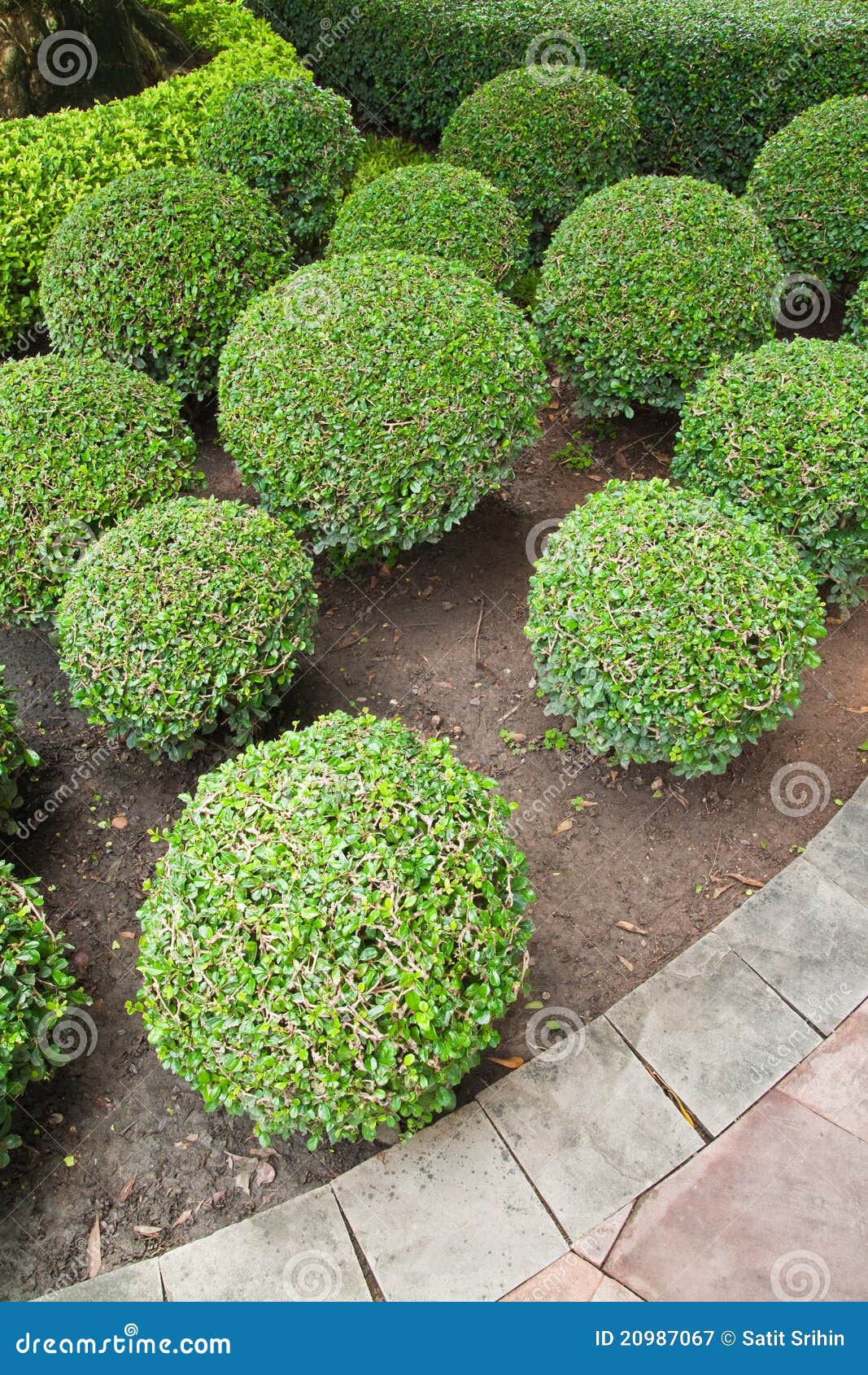 Group of dwarf tree stock image. Image of scenic, green - 20987067