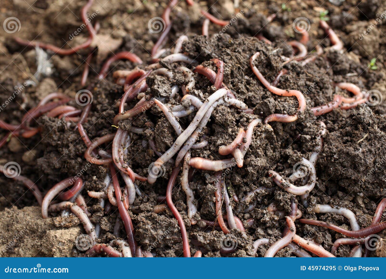 Group of Earthworms in the Earth Stock Image - Image of brown ...