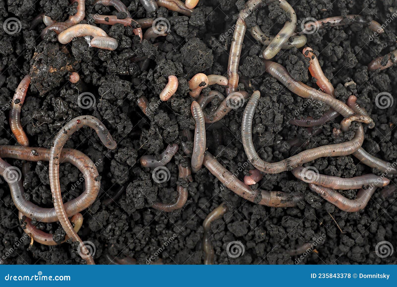 Group of Earthworms in the Ground and Compost, As Background. Gardening ...
