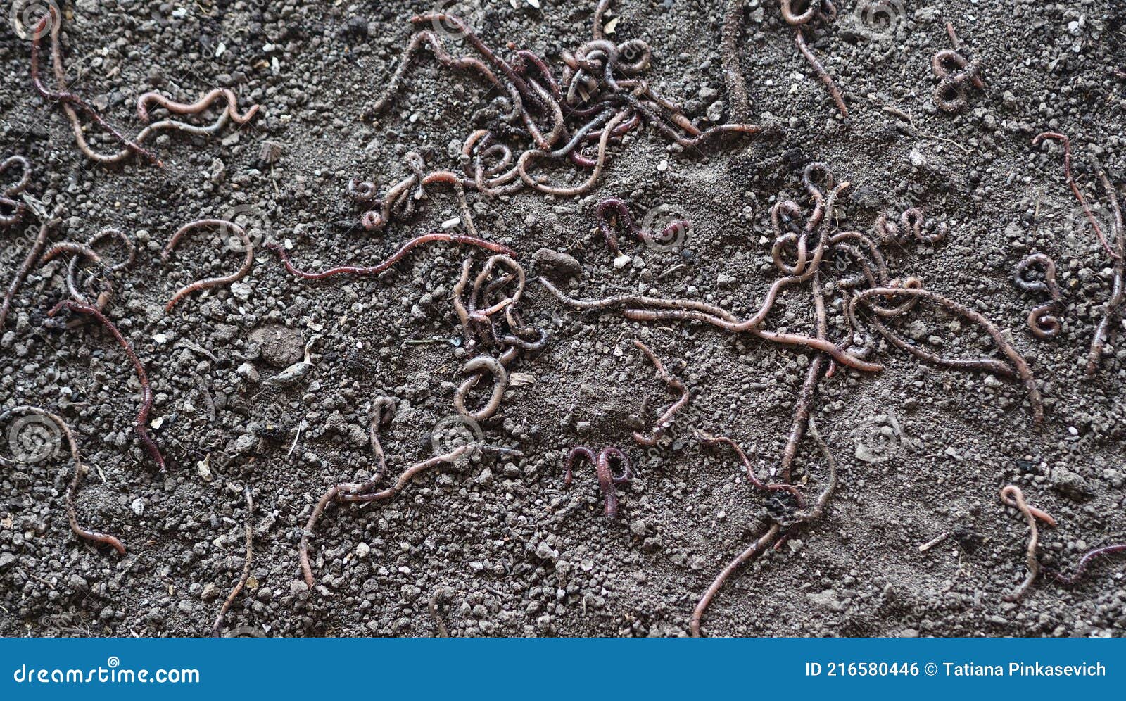 Group of Earthworms.Useful Earthworms Crawl and Loosen the Soil Stock ...