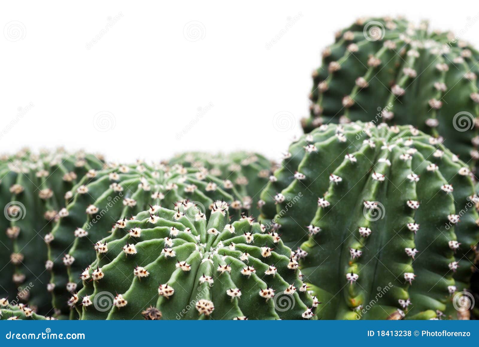 Group of Echinopsis Hystrichoides Isolated Stock Photo - Image of house ...