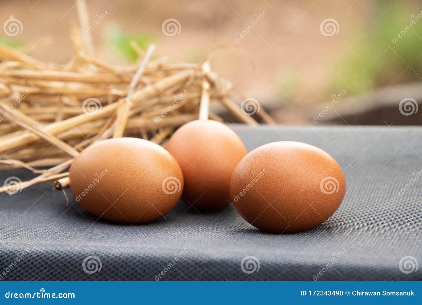 Group of egg in nature stock photo. Image of rustic - 172343490