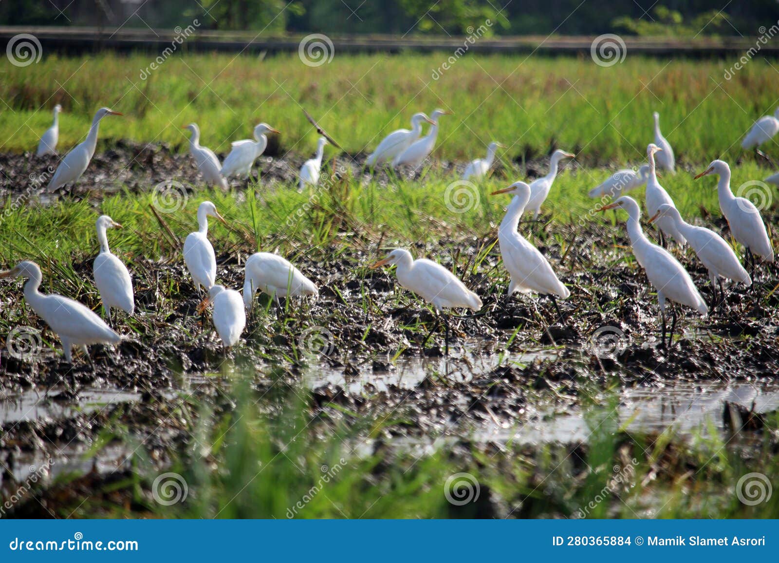 A Group of Egrets are Standing in the Paddy Field Stock Photo - Image ...