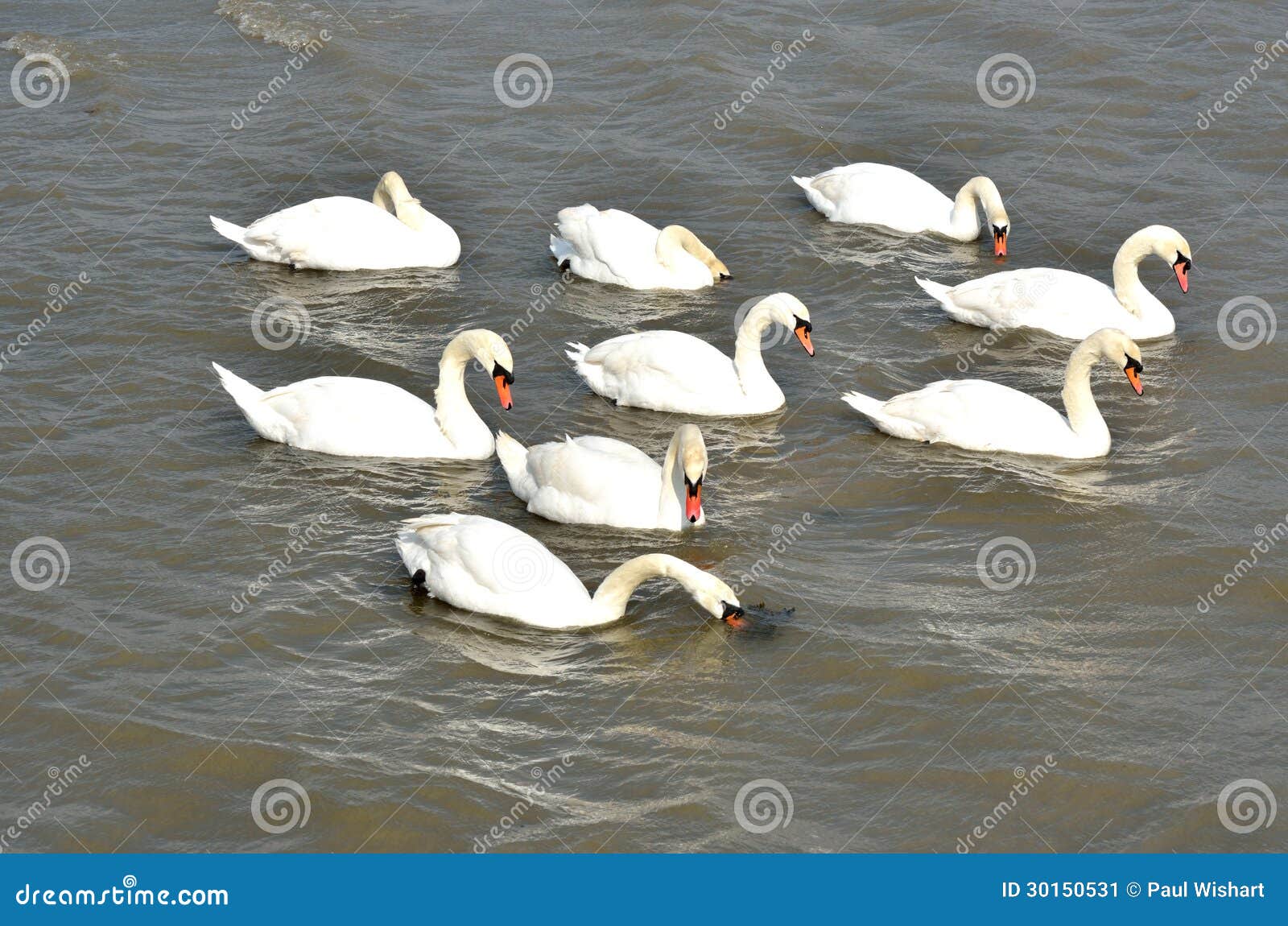 Group of swans stock image. Image of water, flock, together - 30150531