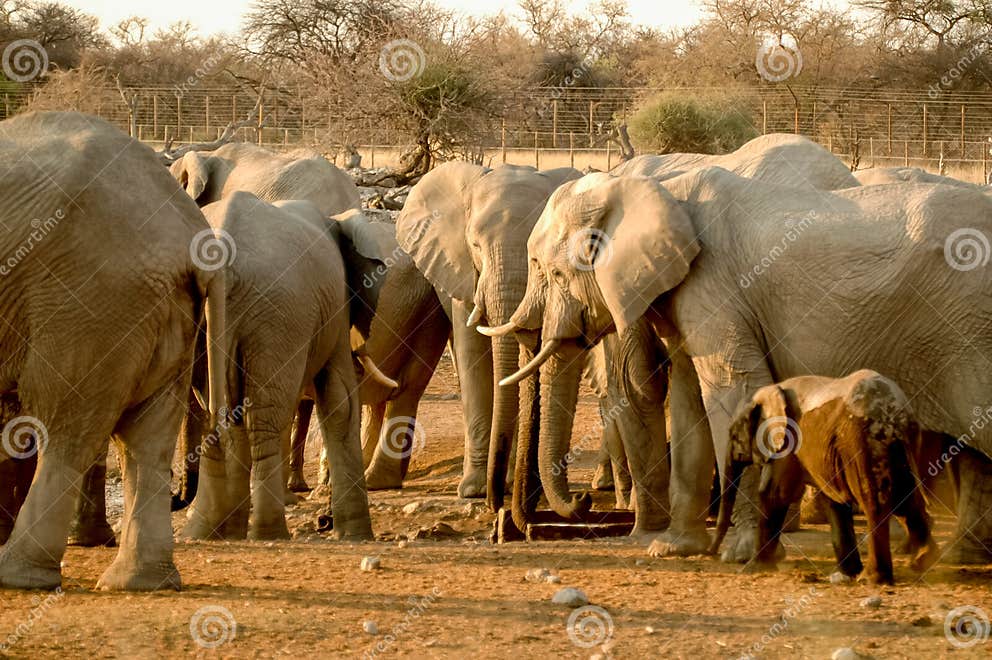 Group of Elephant stock photo. Image of jungle, african - 83779192