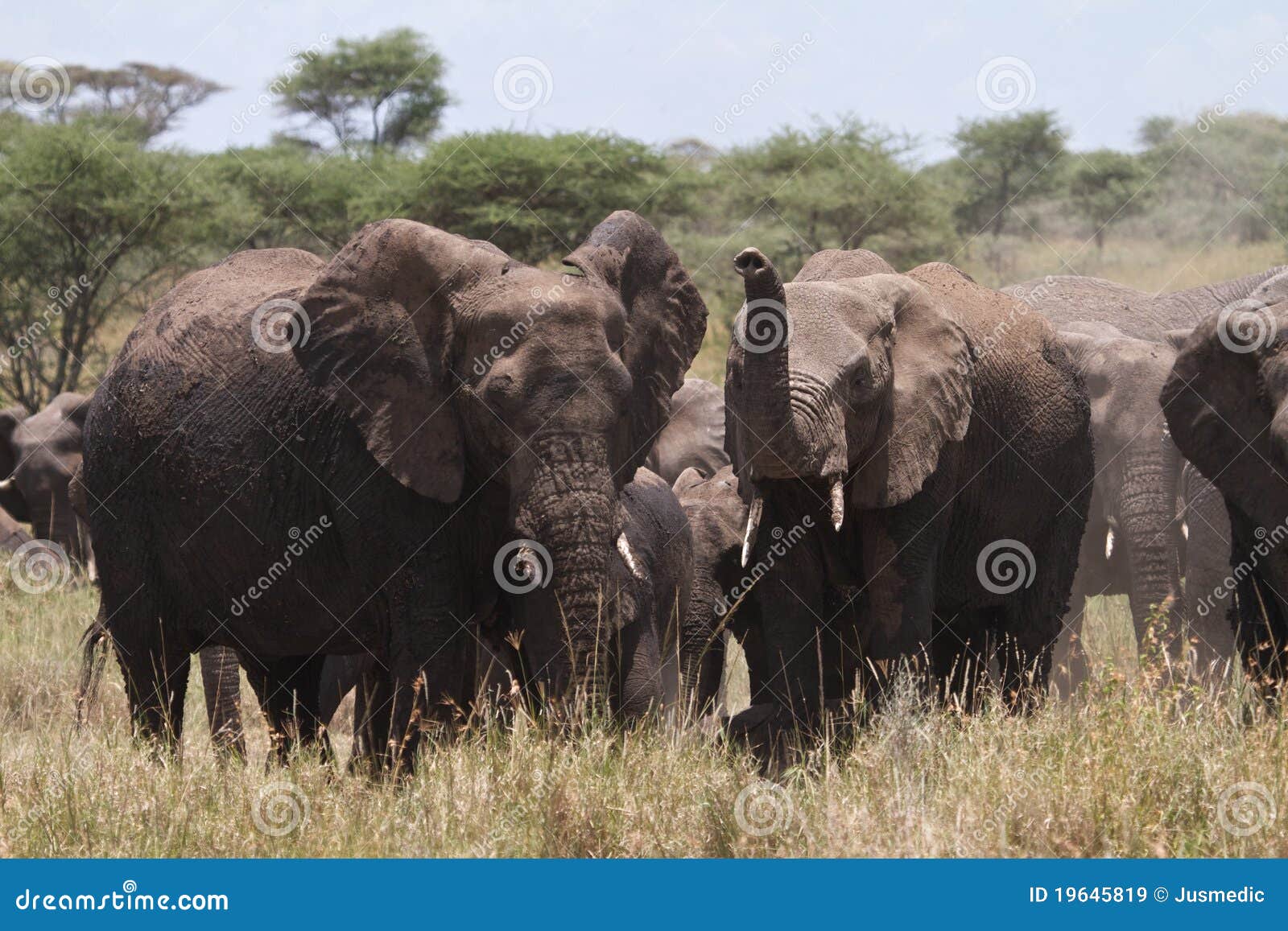 Group of Elephants stock image. Image of drinking, group - 19645819