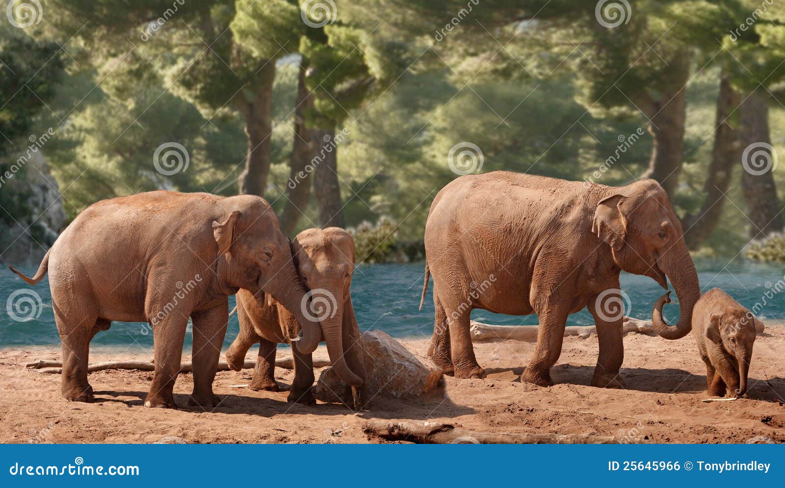 A Group of Elephants stock photo. Image of elephant, animals - 25645966