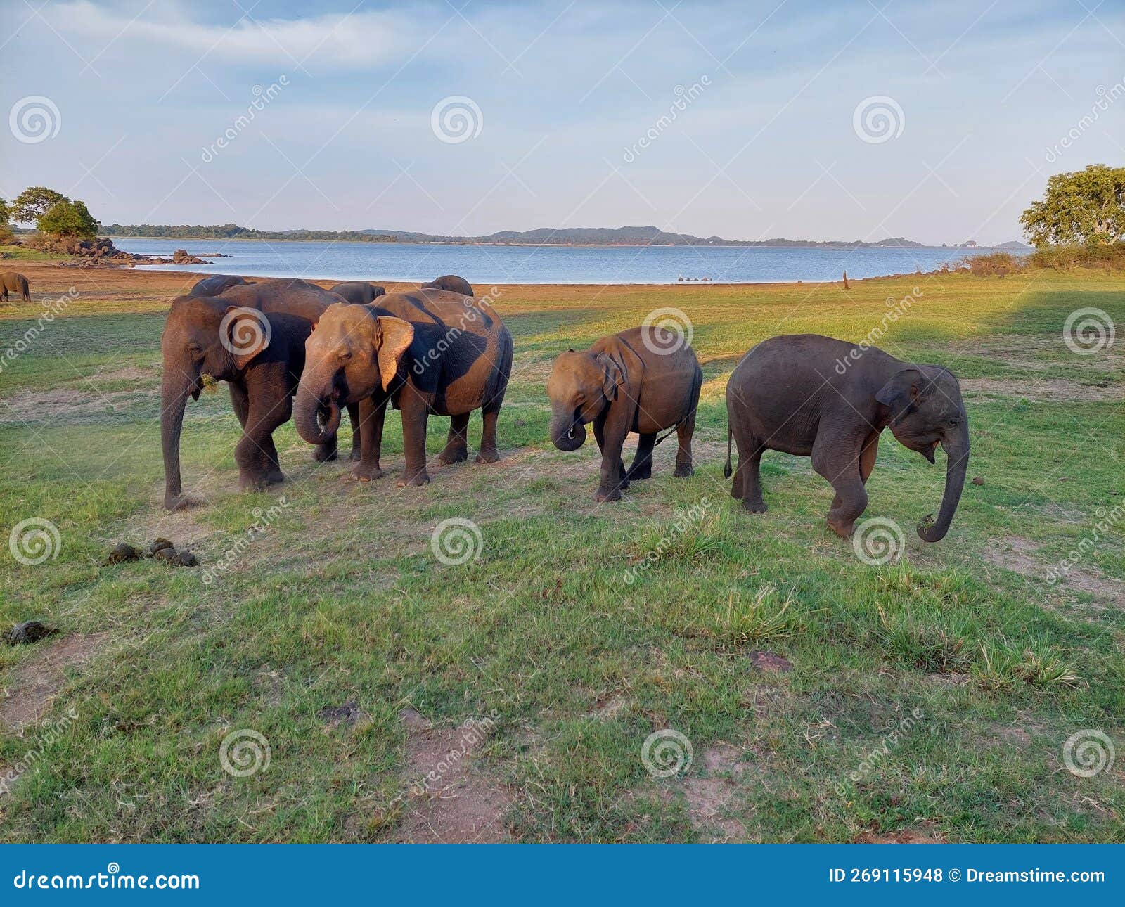 Group of Elephants stock photo. Image of wildlife, elephant - 269115948