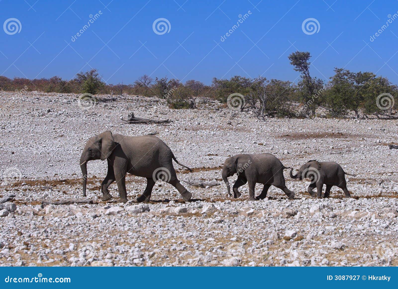 Group of elephants stock image. Image of portrait, tree - 3087927