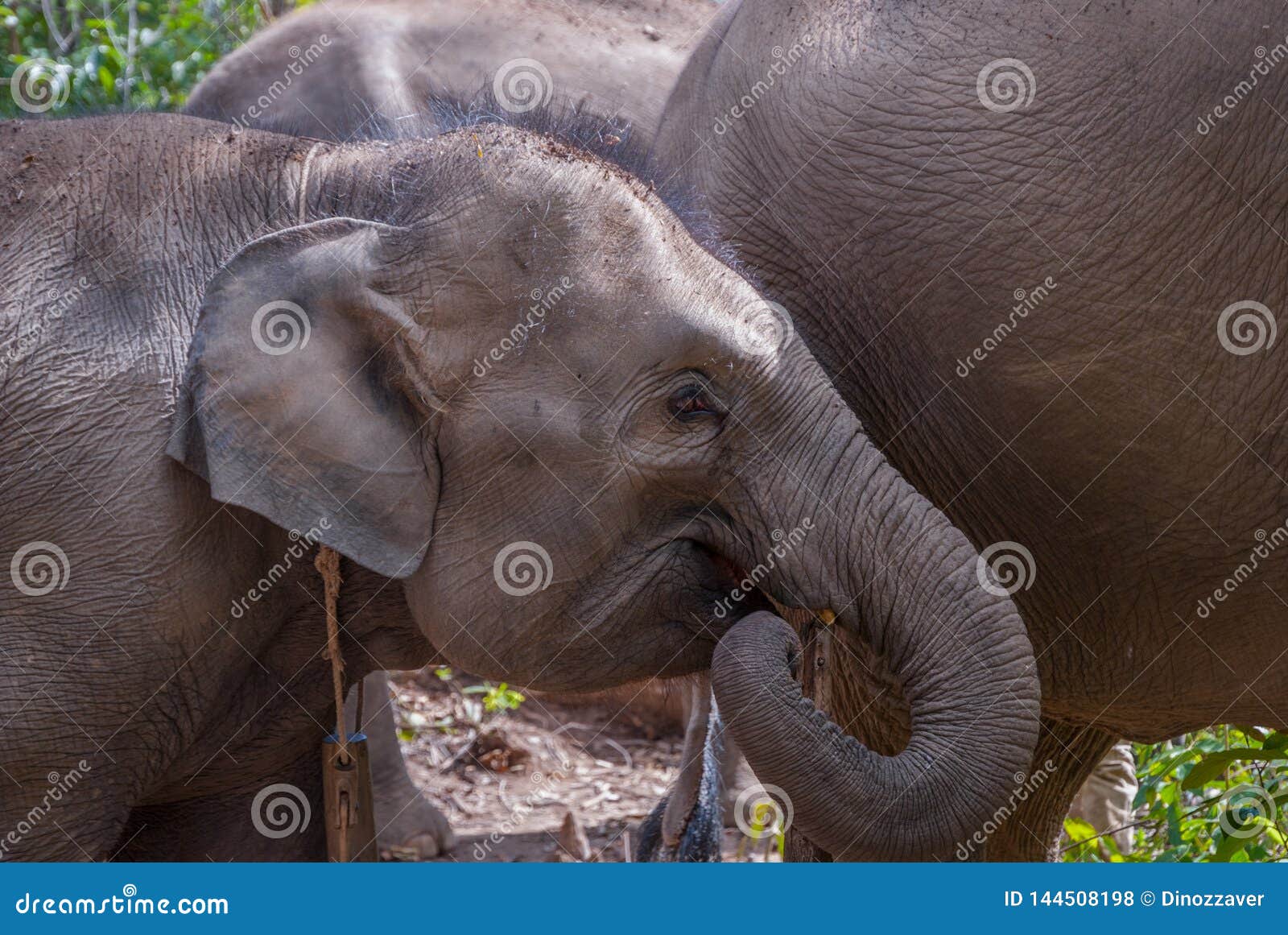 Group of elephants stock photo. Image of nature, environment - 144508198