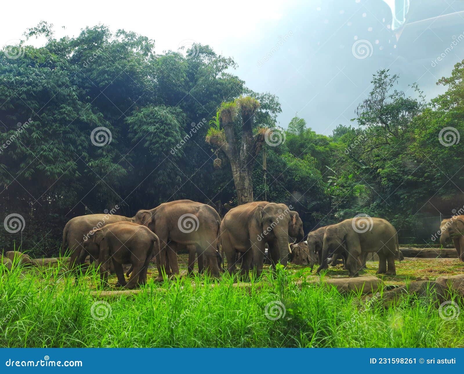 A Group of Elephants Enjoying Their Lunch Stock Image - Image of ...