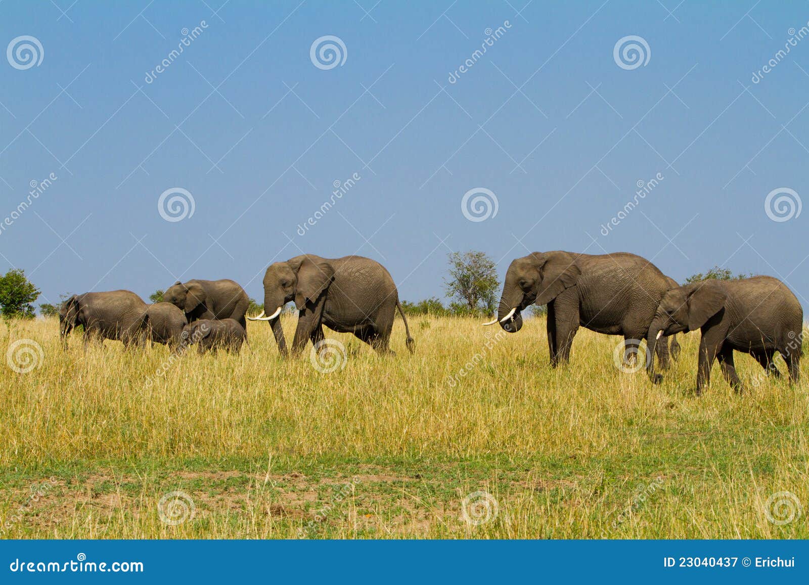 A Group of Elephants at Masai Mara Stock Image - Image of reserve ...