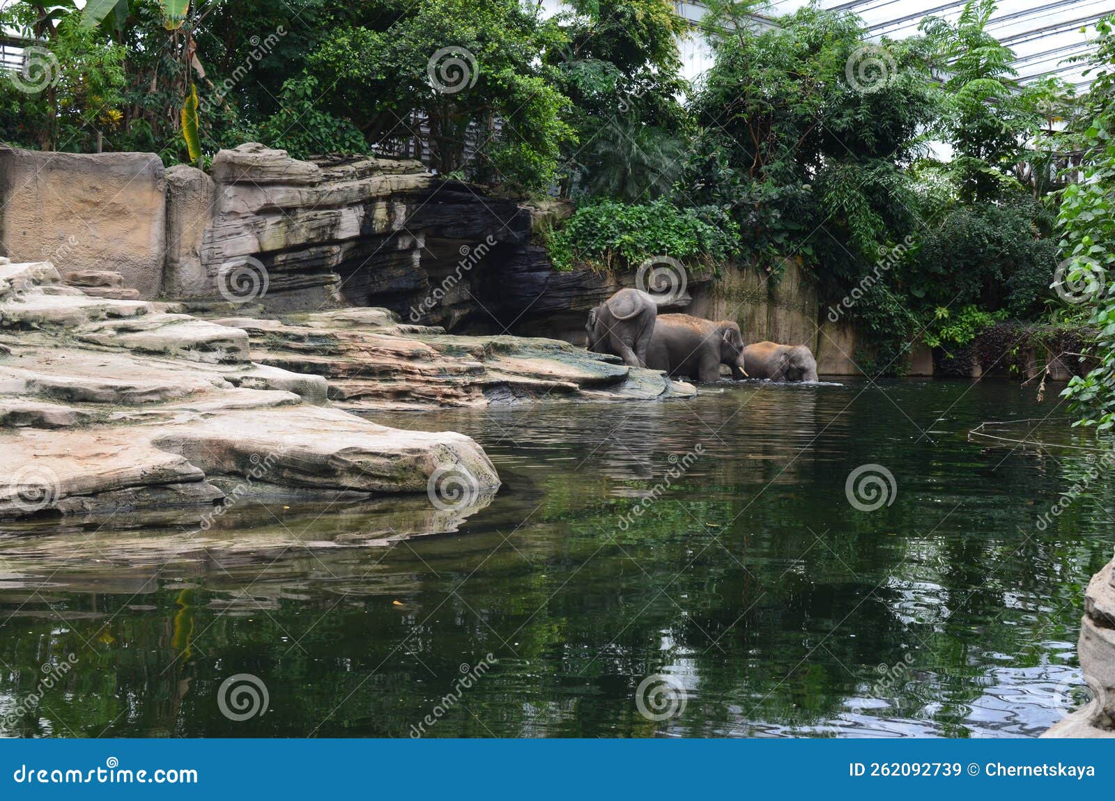 Group of Elephants in Pool at Zoo Enclosure Stock Image - Image of ...