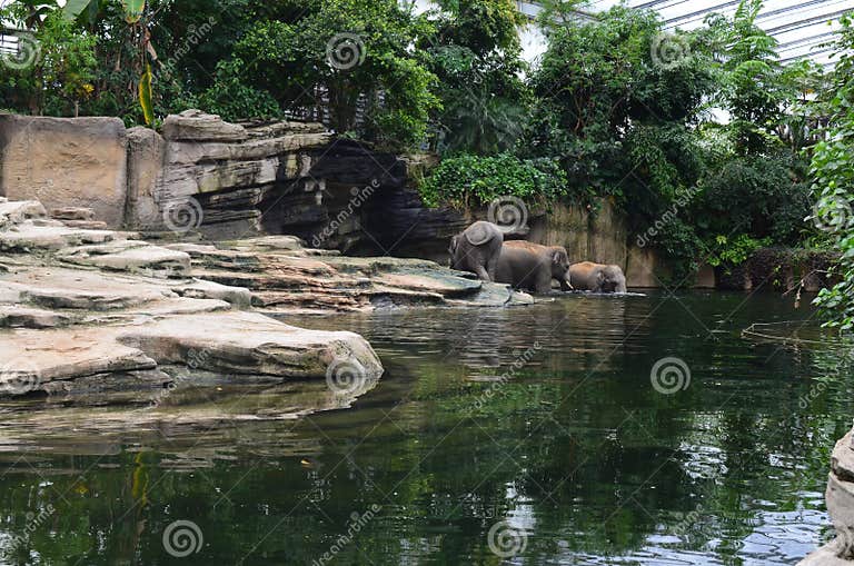 Group of Elephants in Pool at Zoo Enclosure Stock Image - Image of ...