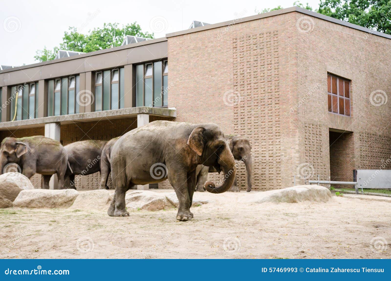 Group of Elephants Standing in Their Yard at Zoo Stock Image - Image of ...