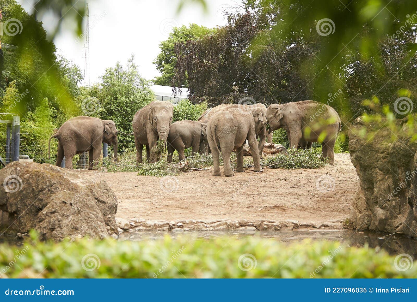 Group of Elephants in a Zoo Stock Photo - Image of family, national ...