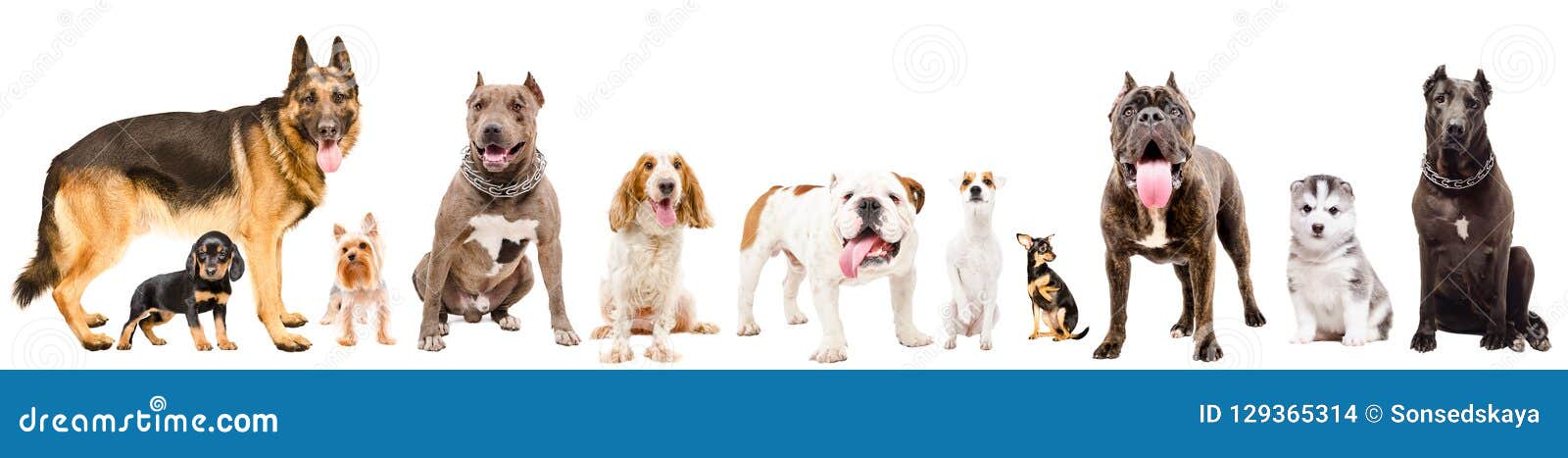 Group of eleven cute dogs stock photo. Image of front - 129365314