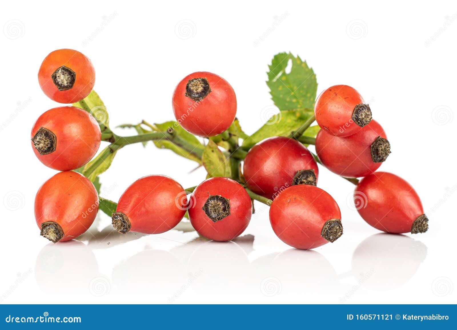 Fresh Red Rosehip Isolated on White Stock Image - Image of ornamental ...
