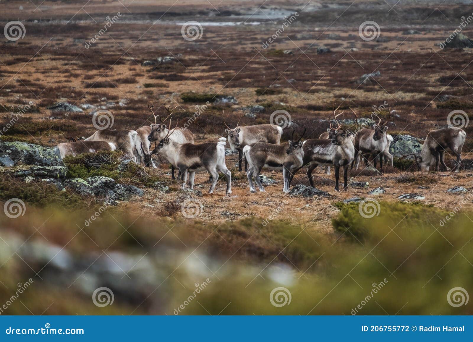Group of Elks during Eating Stock Photo - Image of tundra, mammal ...
