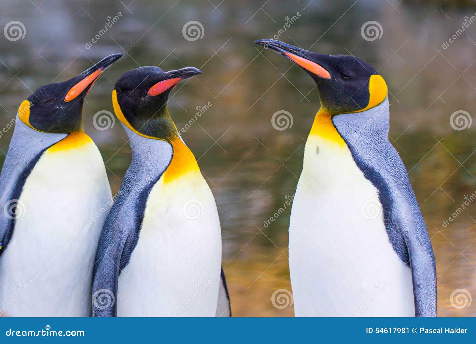 Group of emperor penguins stock image. Image of white - 54617981