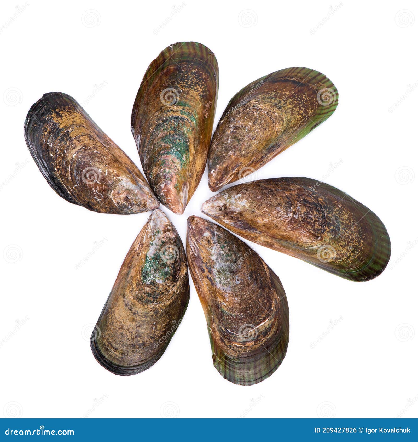 Group of Empty Opened Mussel Shells Stock Photo - Image of aquatic ...