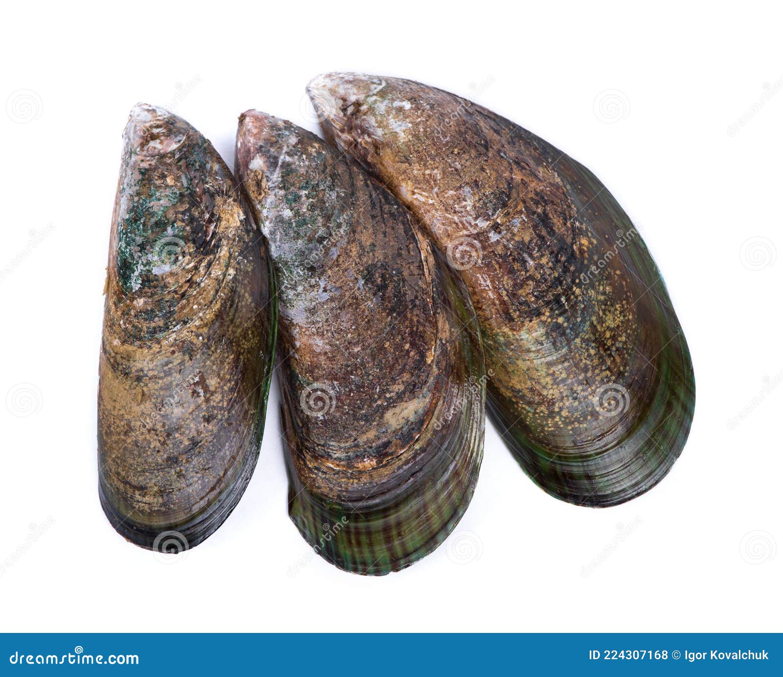 Group of Empty Opened Mussel Shells Stock Photo - Image of macro ...