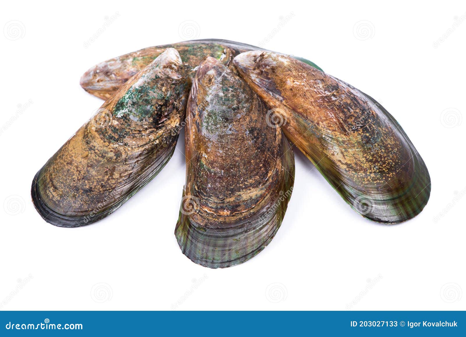 Group of Empty Opened Mussel Shells Stock Image - Image of blank ...