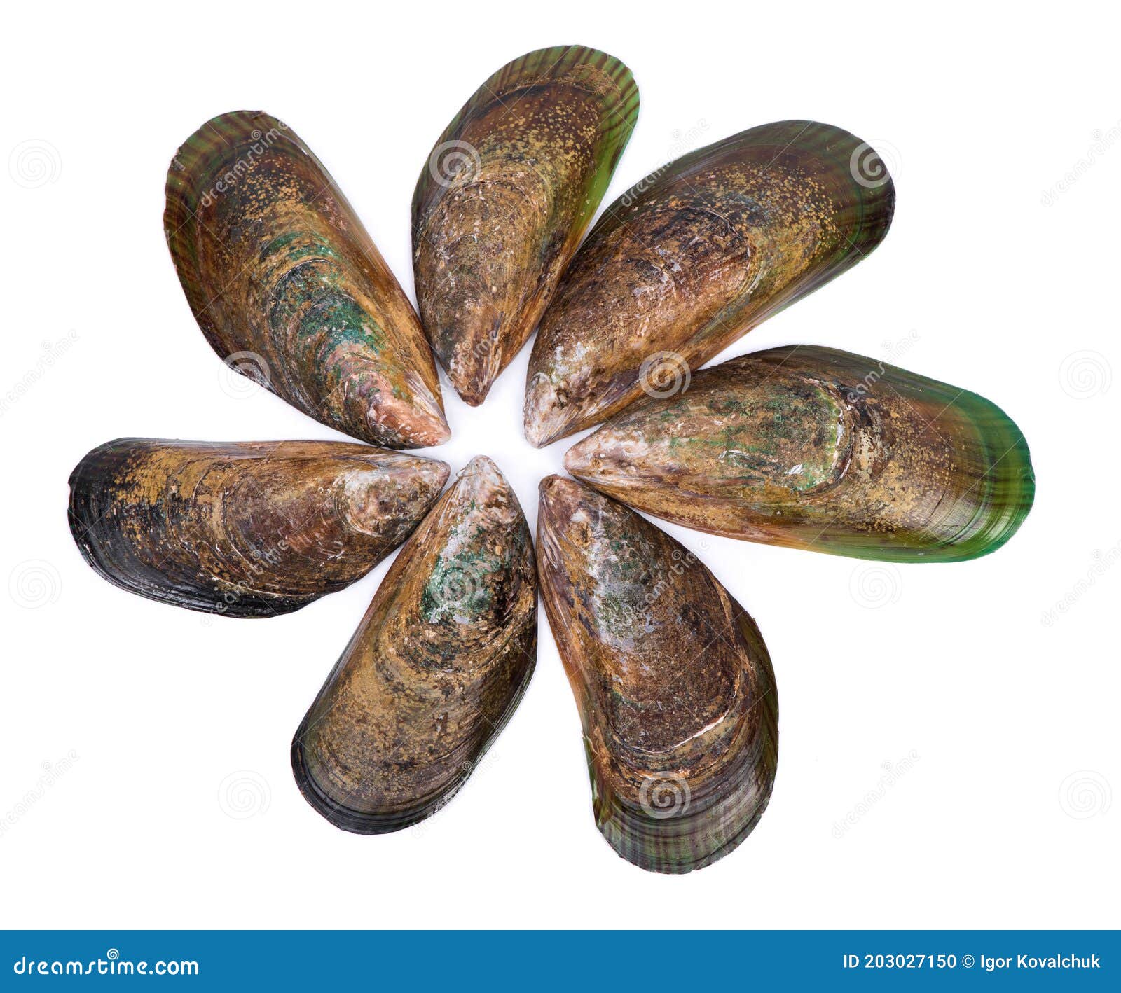 Group of Empty Opened Mussel Shells Stock Photo - Image of macro ...