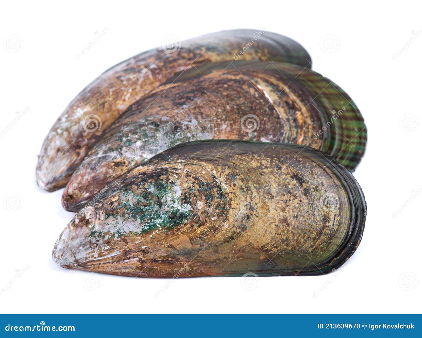 Group of Empty Opened Mussel Shells Stock Photo - Image of back ...