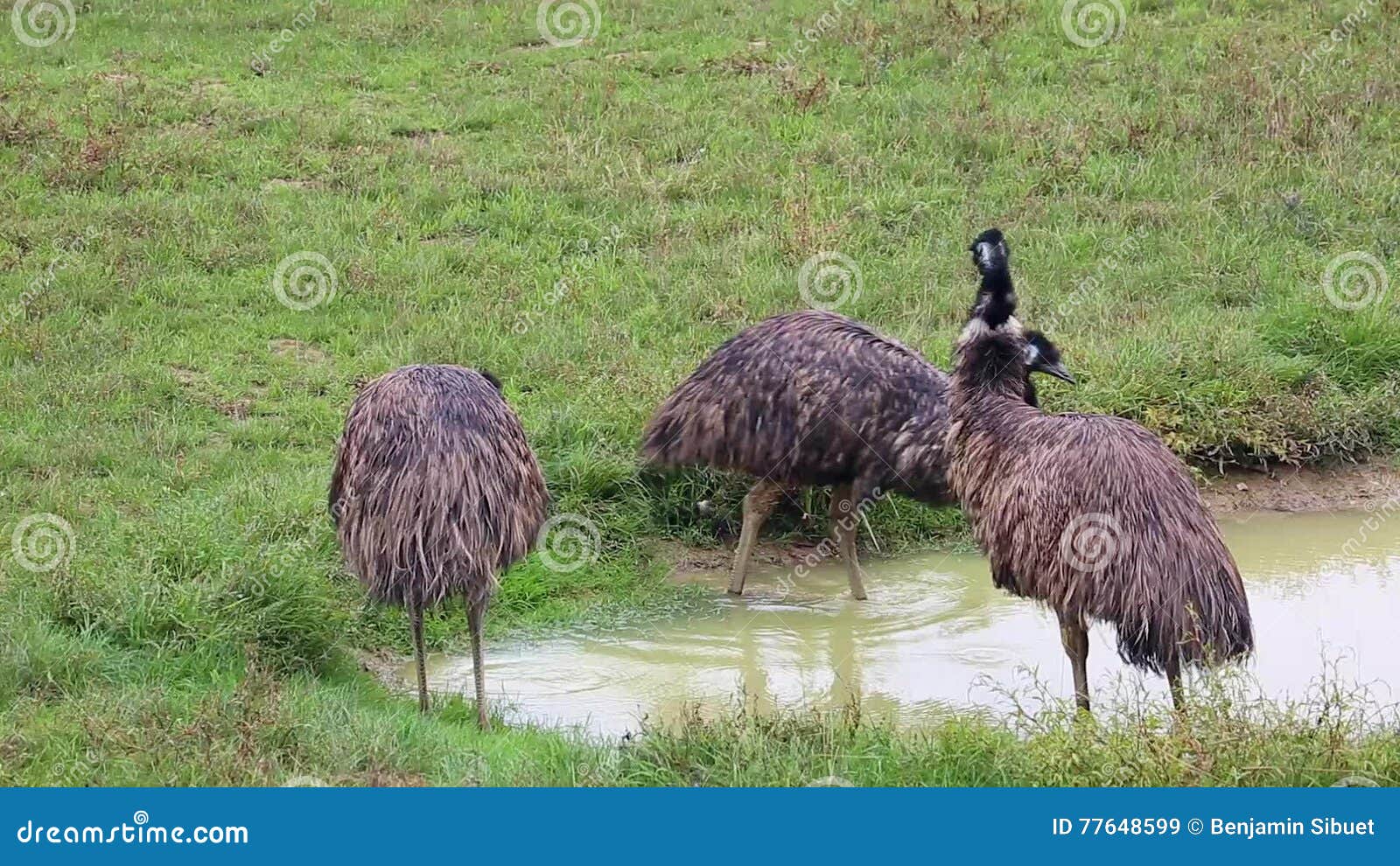 Group of Emu Birds stock video. Video of australian, large - 77648599