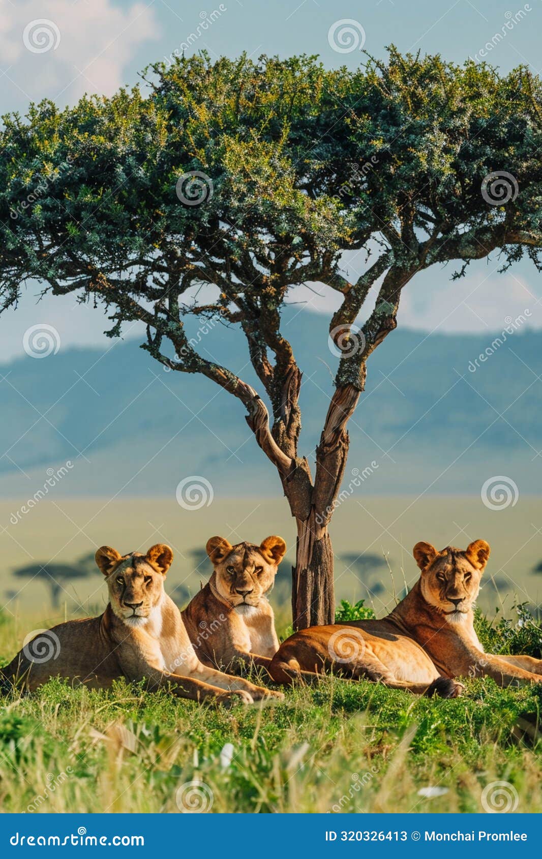 Group Endangered Lions Resting Under A Tree In The Savanna ...