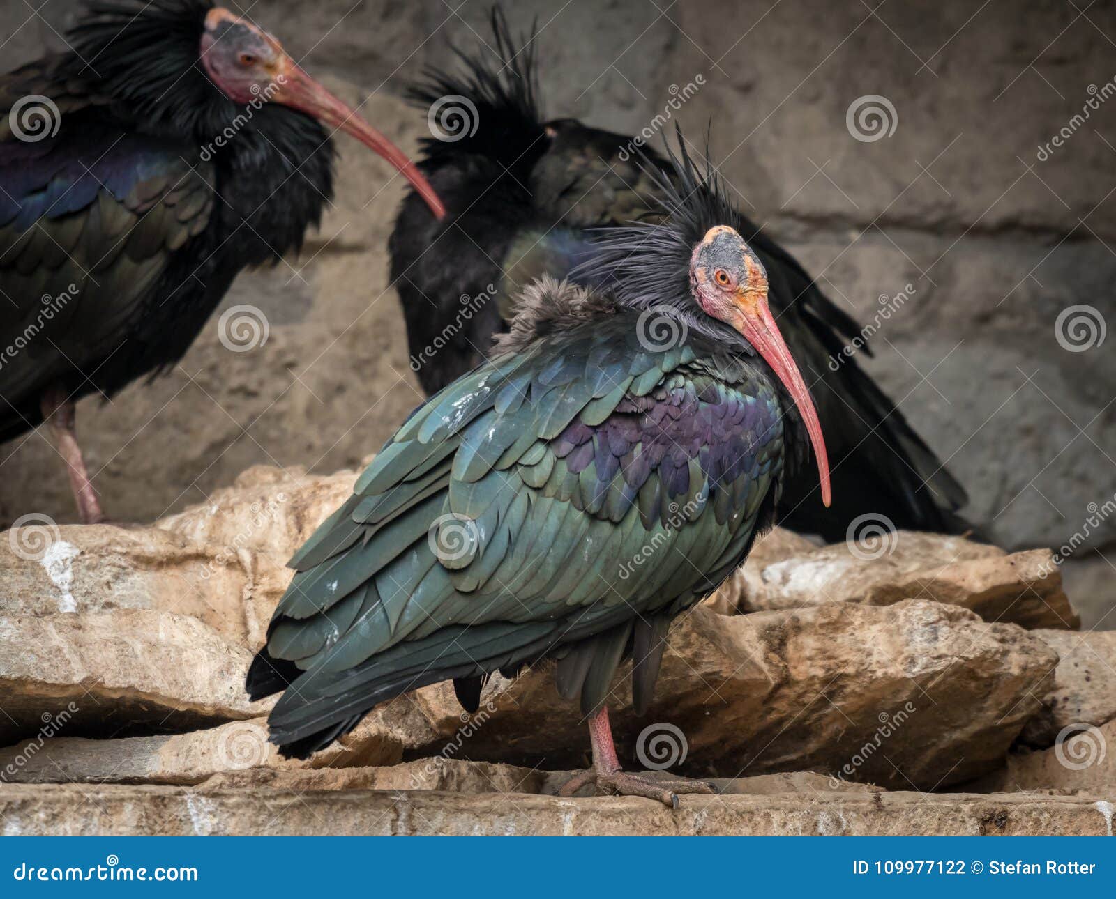 A Group of the Endangered Northern Bald Ibis Stock Photo - Image of ...