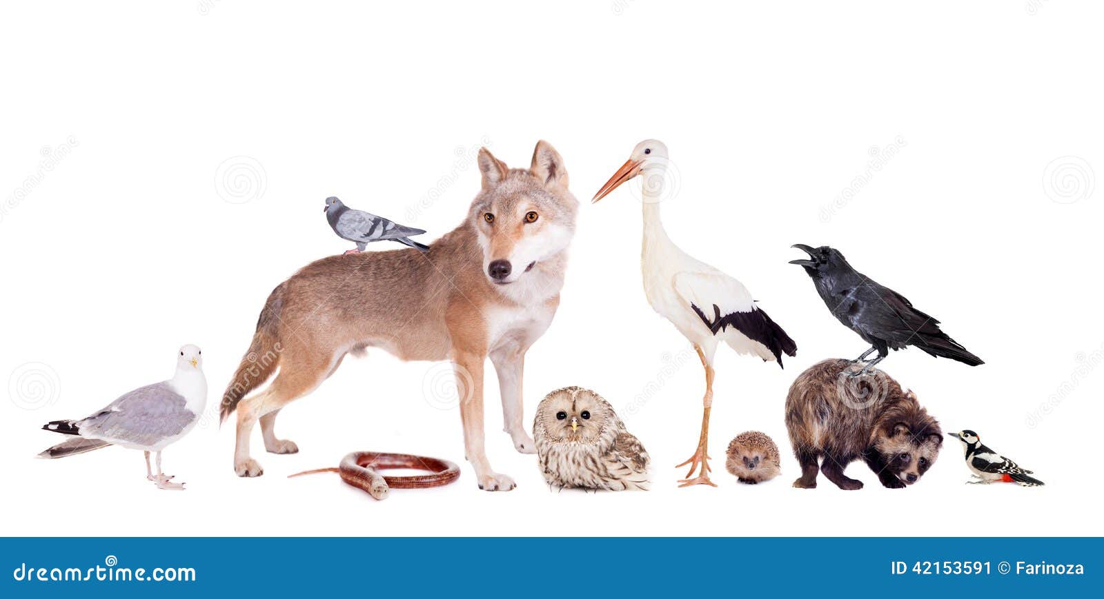 Group of eurasian animals stock image. Image of mammal - 42153591