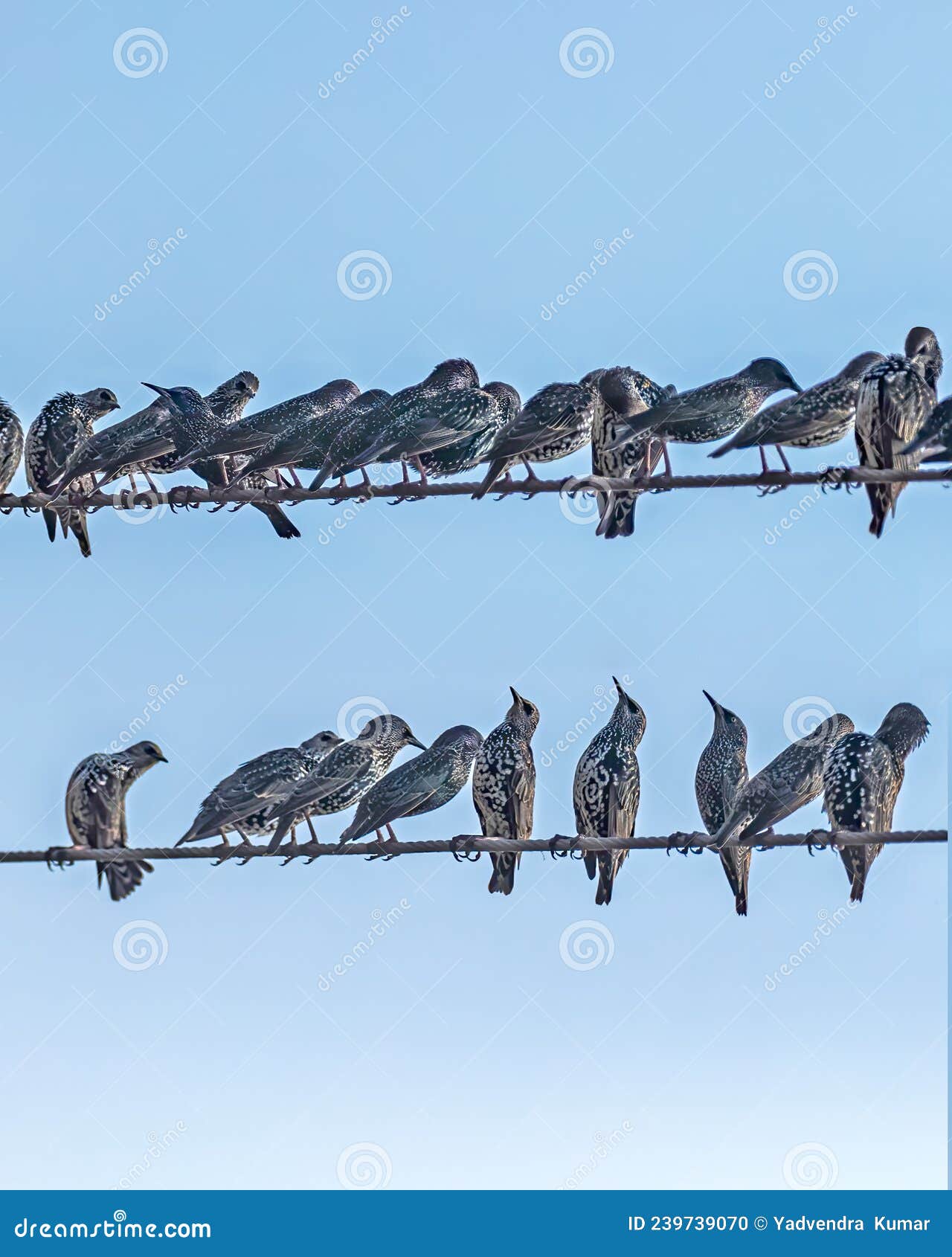 A Group Eurasian Starlings on a Wire Stock Photo - Image of specular ...