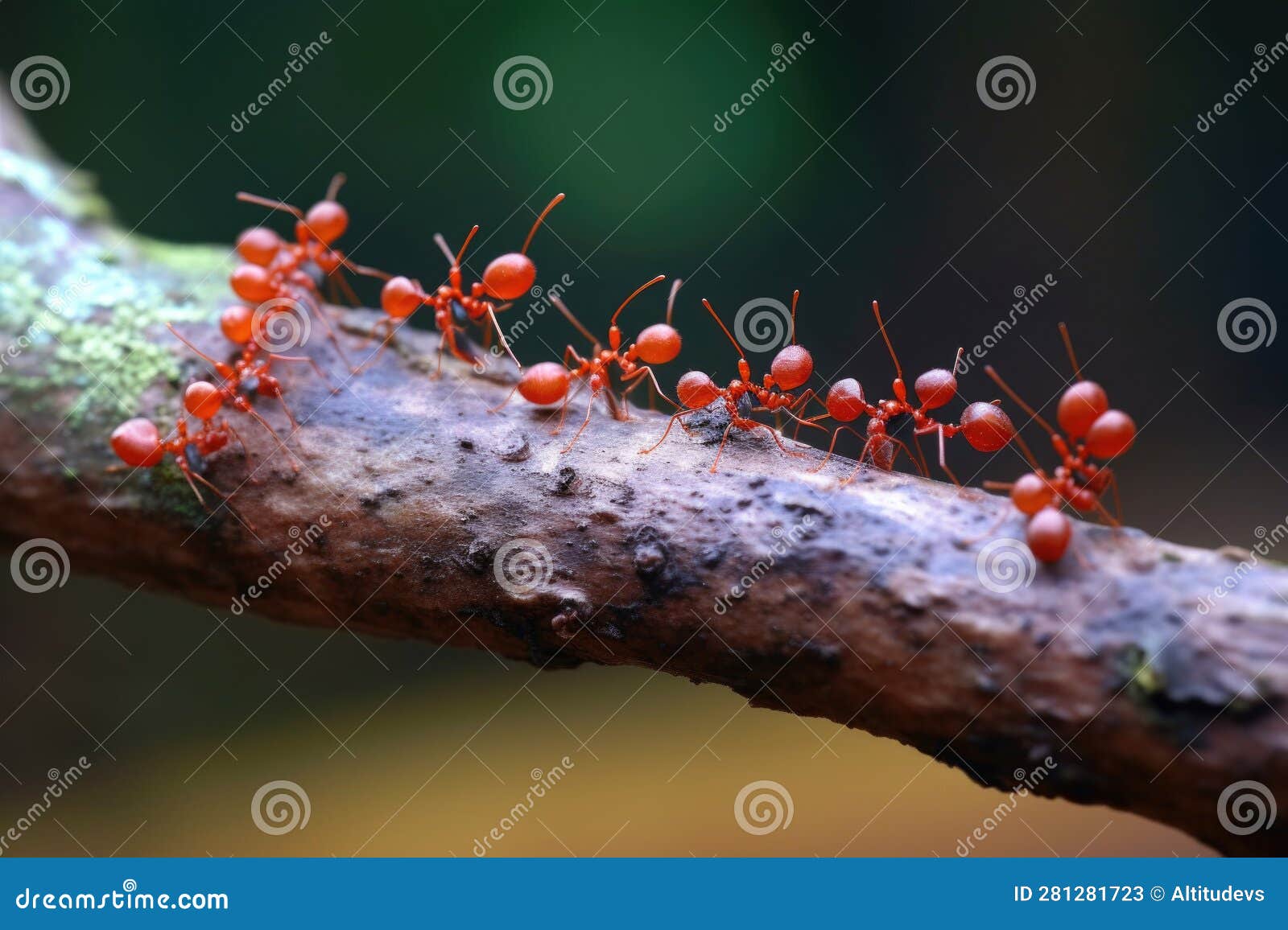 A Group of Exotic Ants Marching on a Tree Branch Stock Illustration ...