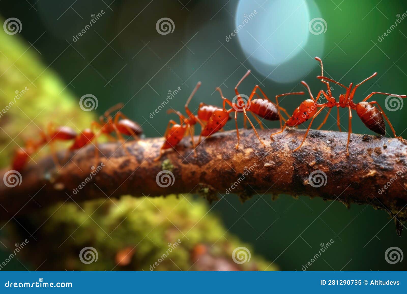 A Group of Exotic Ants Marching on a Tree Branch Stock Illustration ...