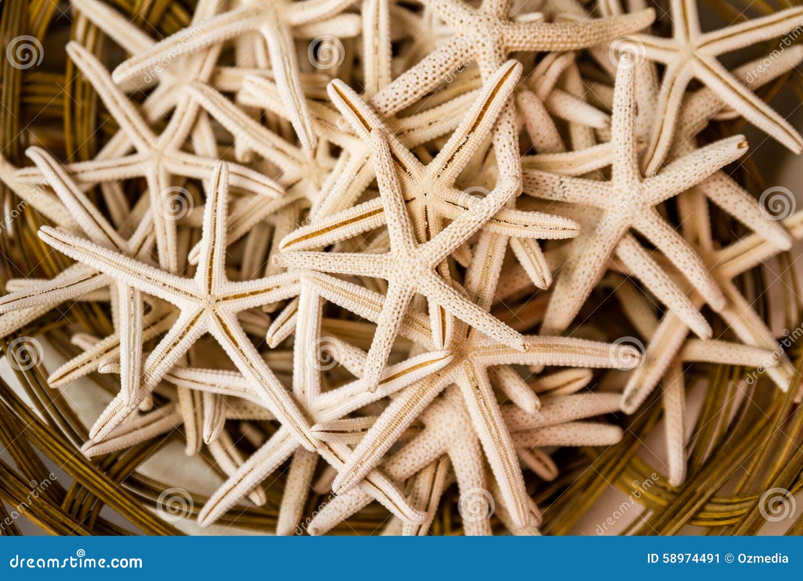 Group of Exotic Starfish in a Steaw Basket Stock Image - Image of ...
