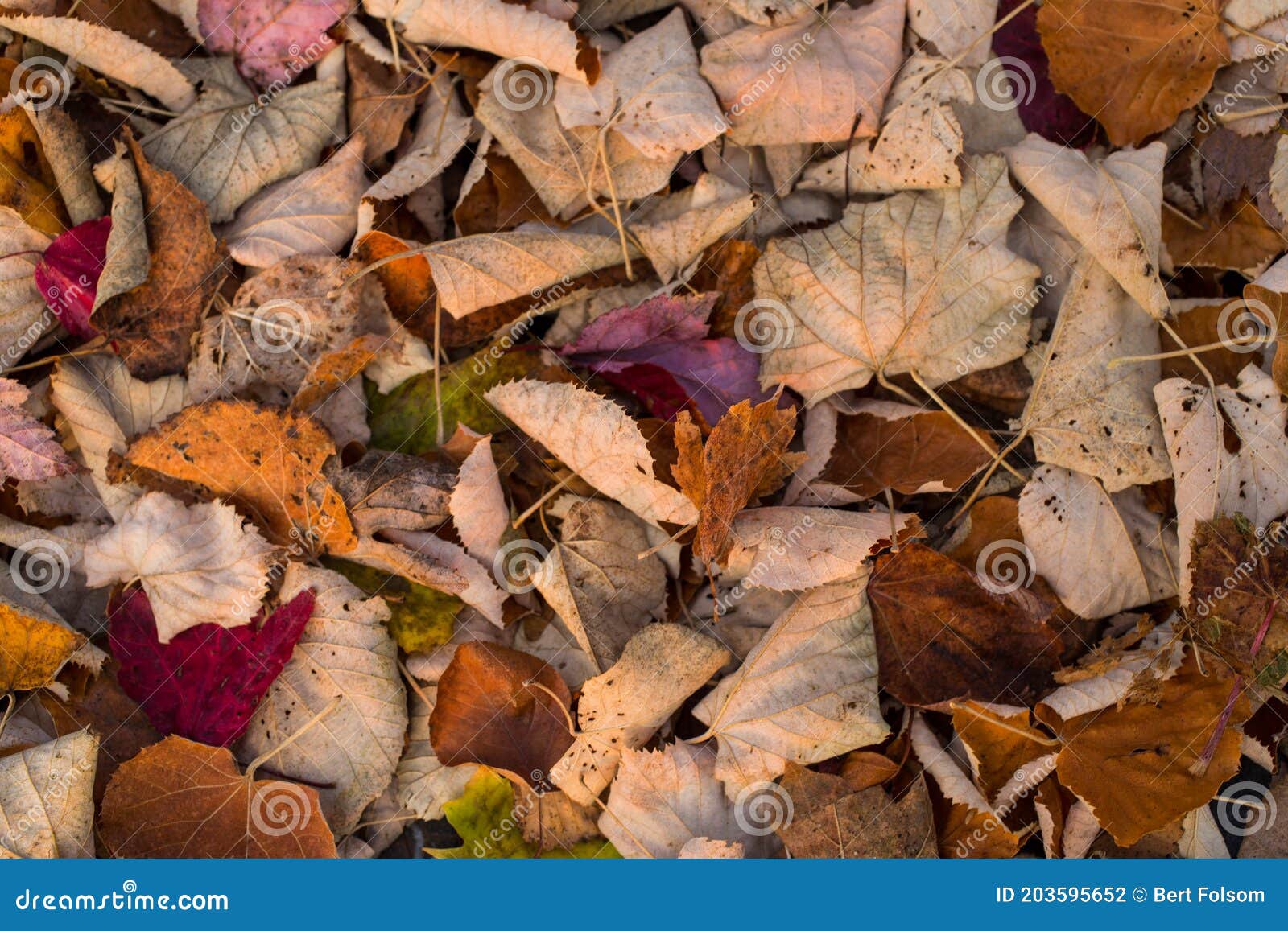 Group of Fall Leaves on the Ground Stock Photo - Image of poplar ...