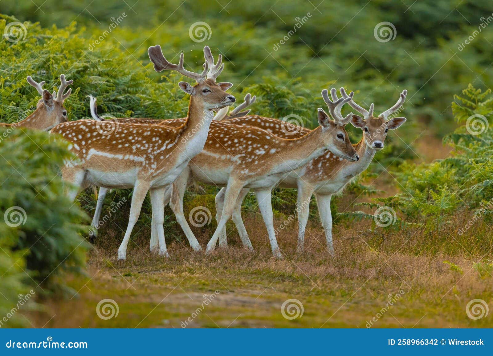 Group of Fallow Bucks in a Meadow. Stock Photo - Image of shallow, deer ...