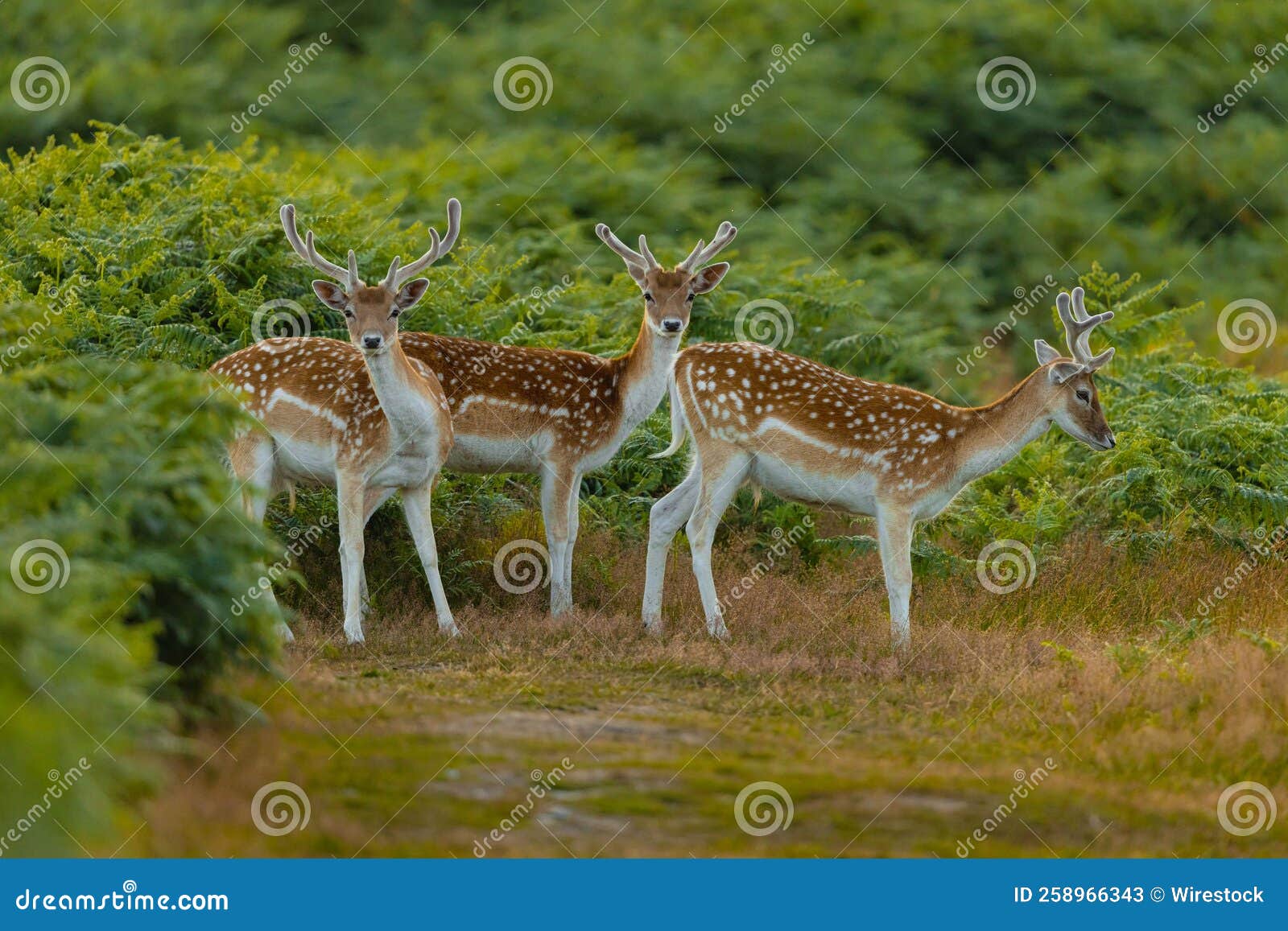 Group of Fallow Bucks in a Meadow. Stock Image - Image of bucks ...