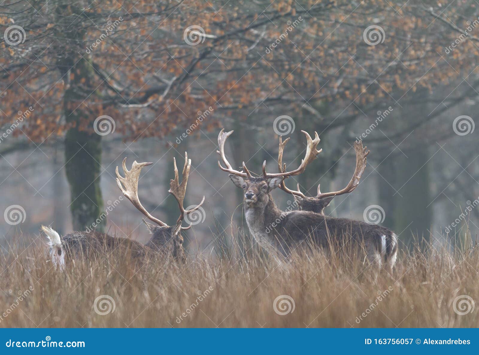 A Group of Fallow Deer in the Forest Stock Image - Image of fall, horns ...
