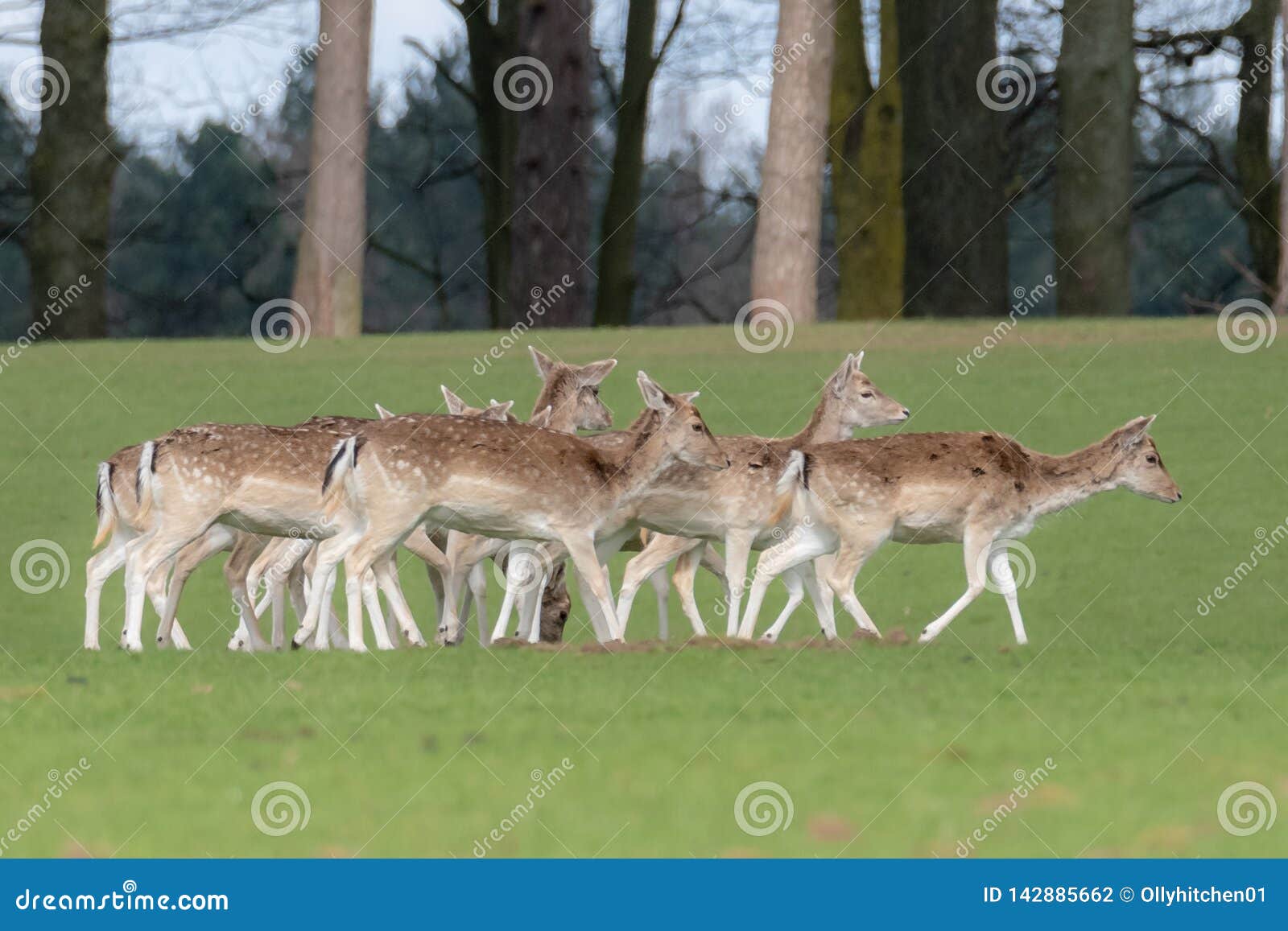 A Group of Fallow Deer in a Meadow Stock Photo - Image of background ...
