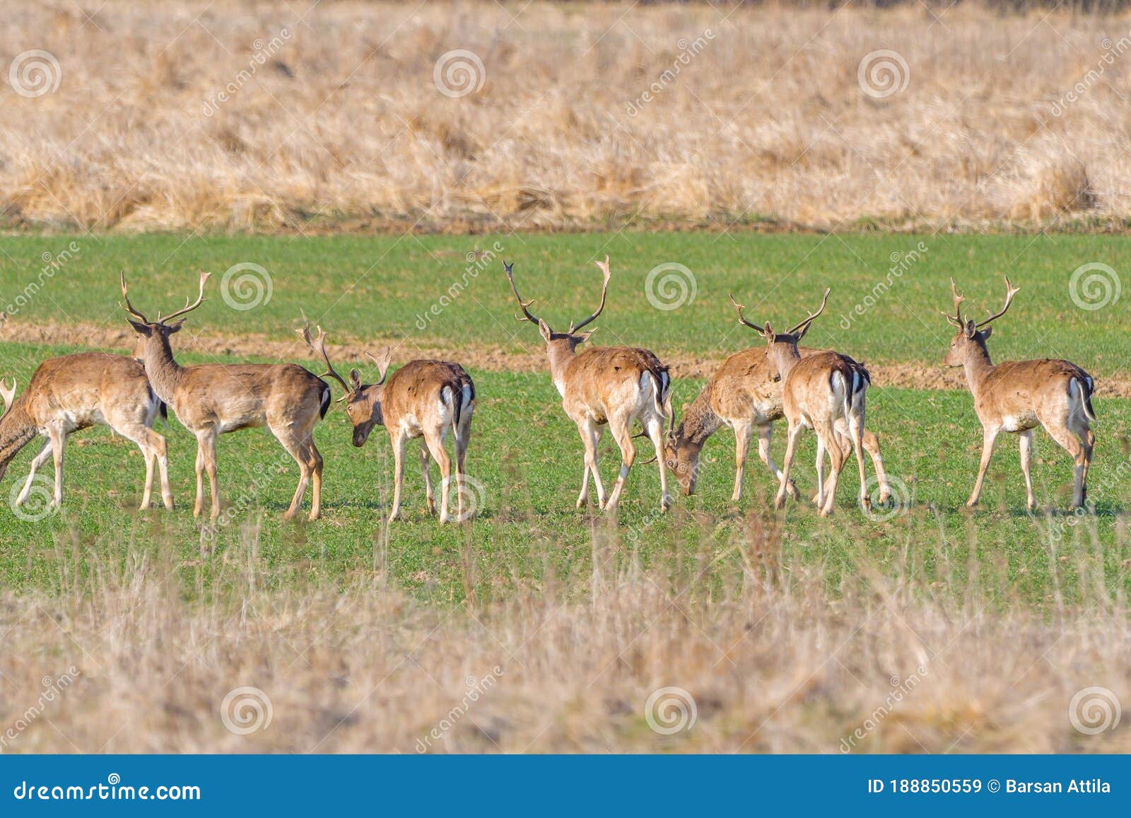 A Group of Fallow Deer in a Meadow. Dama Dama Stock Image - Image of ...