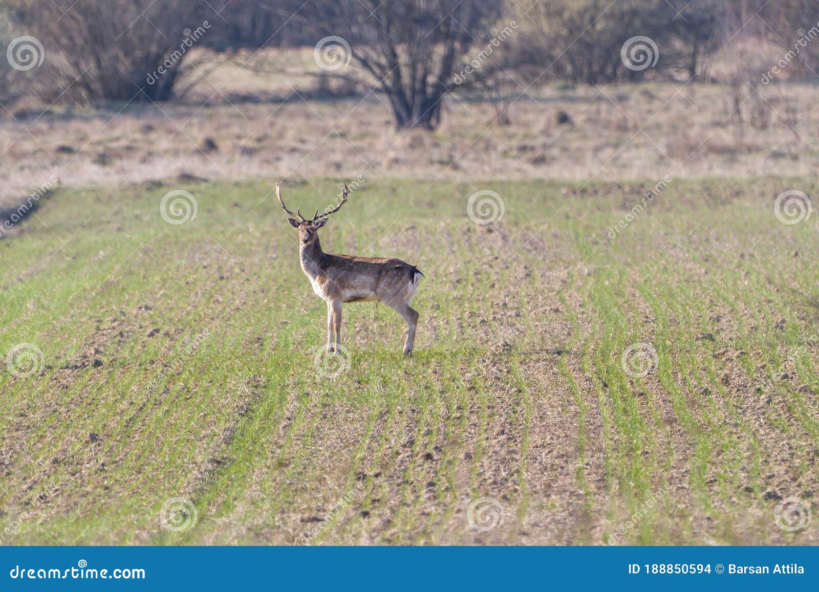 A Group of Fallow Deer in a Meadow. Dama Dama Stock Photo - Image of ...