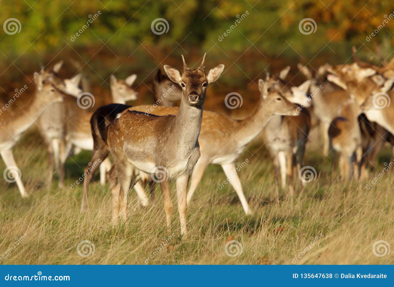 Group of Fallow Deer Standing in the Meadow Stock Photo - Image of ...